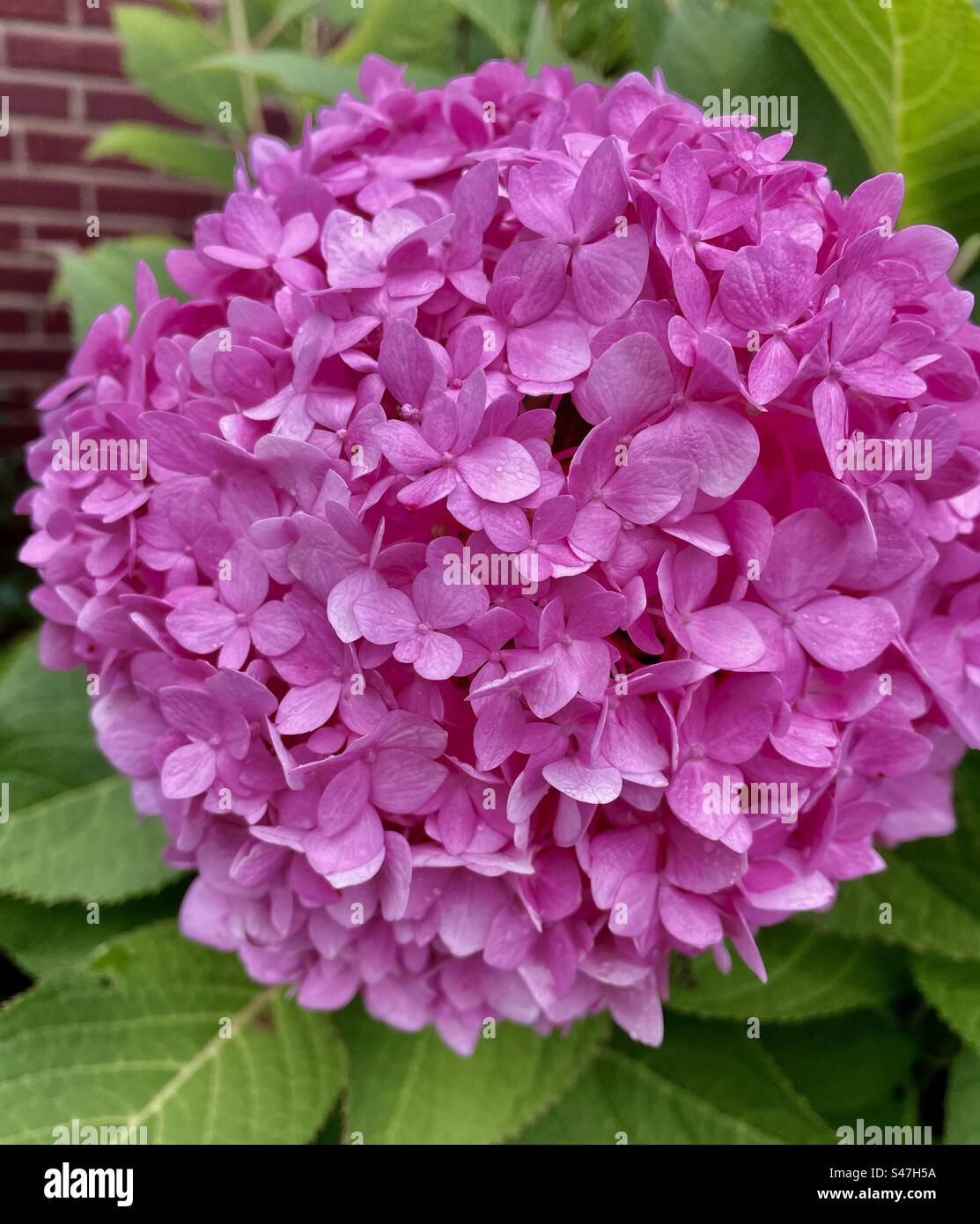 Large hydrangeas hi-res stock photography and images - Alamy
