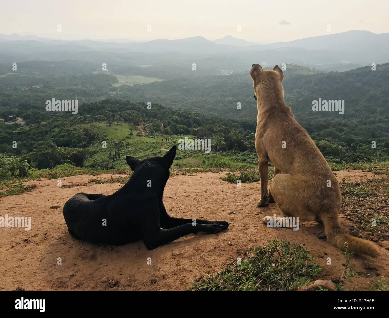 Enjoying dogs hi-res stock photography and images - Alamy