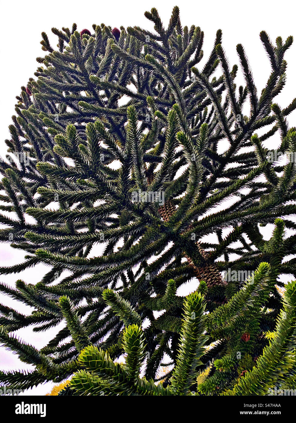 Monkey Puzzle Tree Stock Photo - Alamy