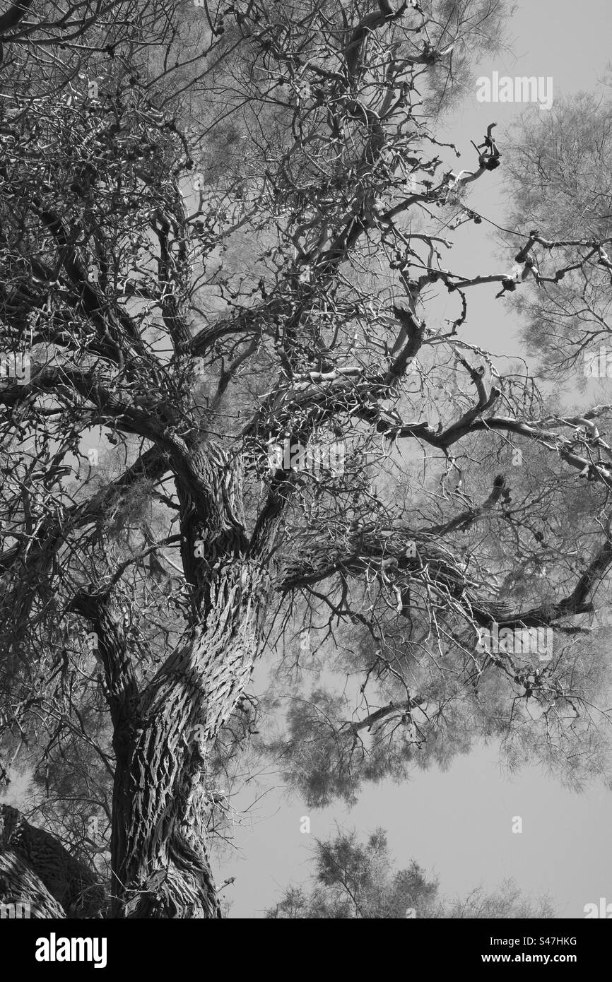 Vertical monochrome hi-res stock photography and images - Alamy