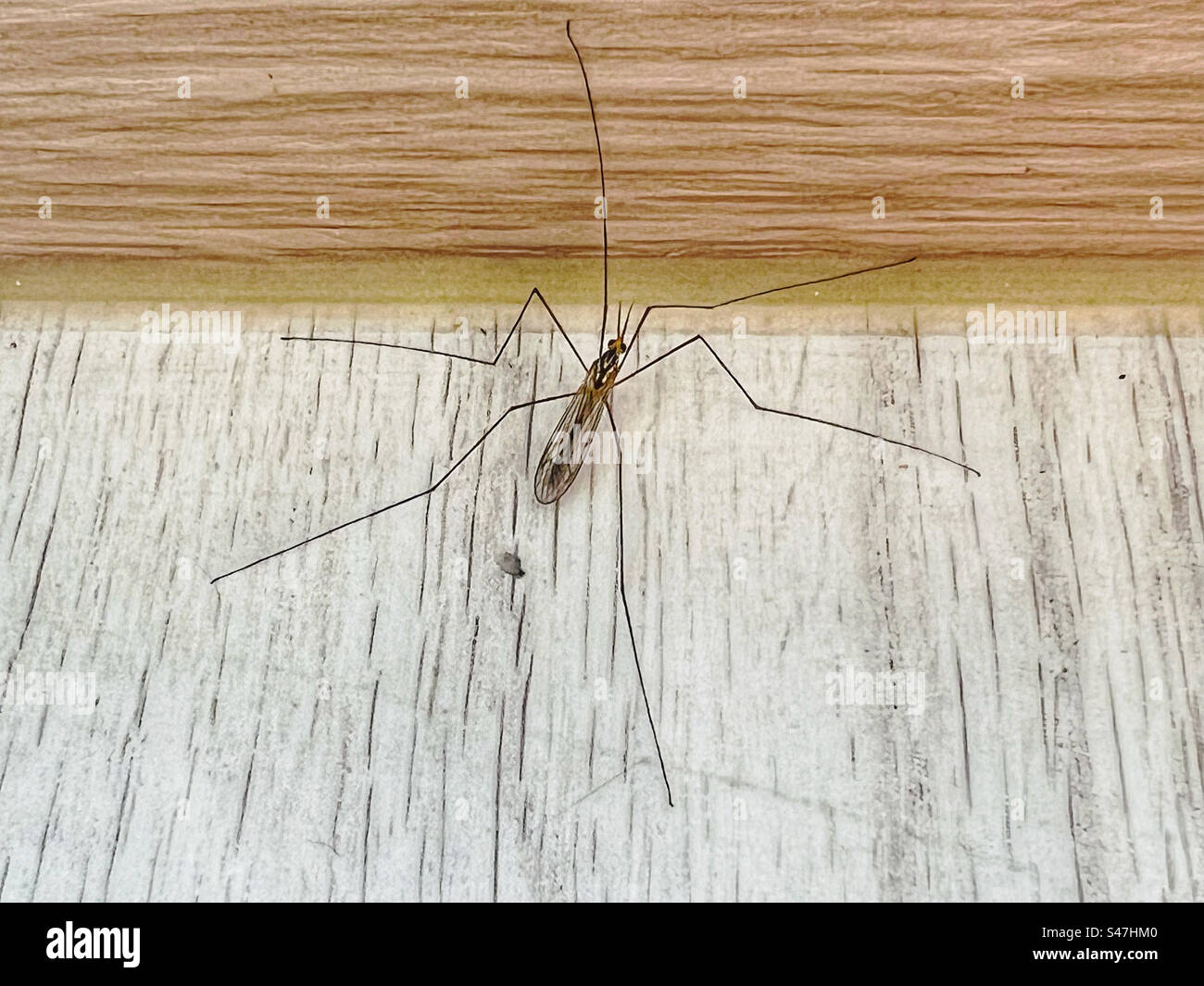 Insect with long legs hi-res stock photography and images - Alamy