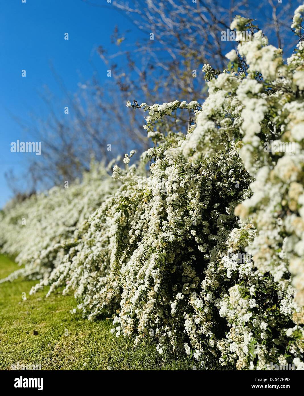 May bushes hi-res stock photography and images - Alamy