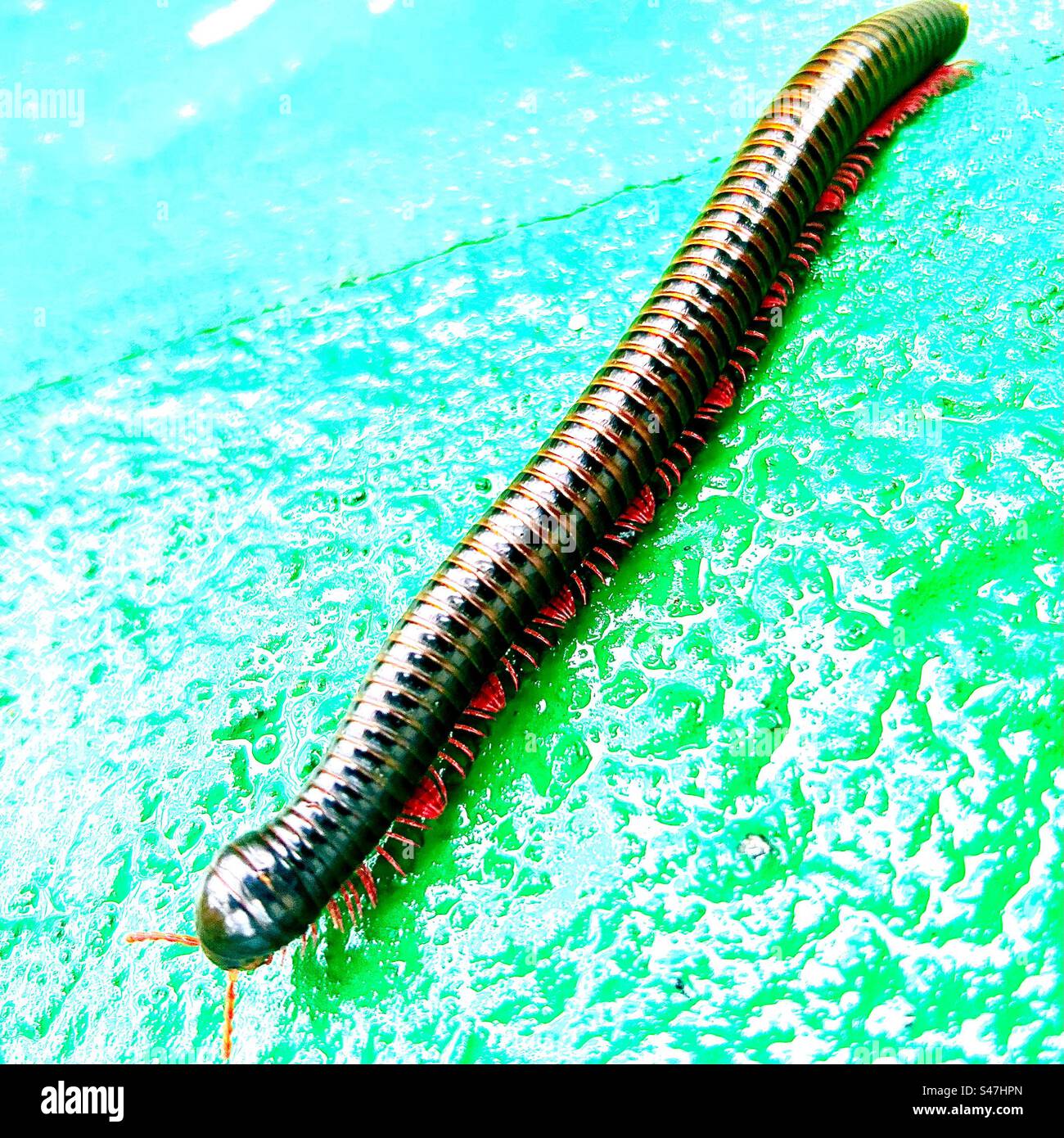 Millipedes centipede hi-res stock photography and images - Alamy