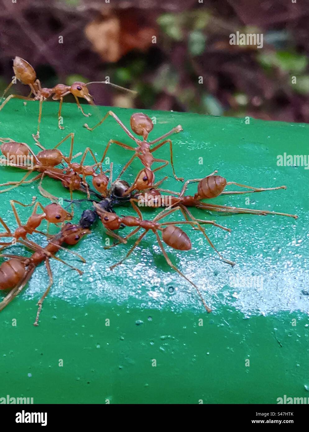 Asian weaver ant hi-res stock photography and images - Alamy