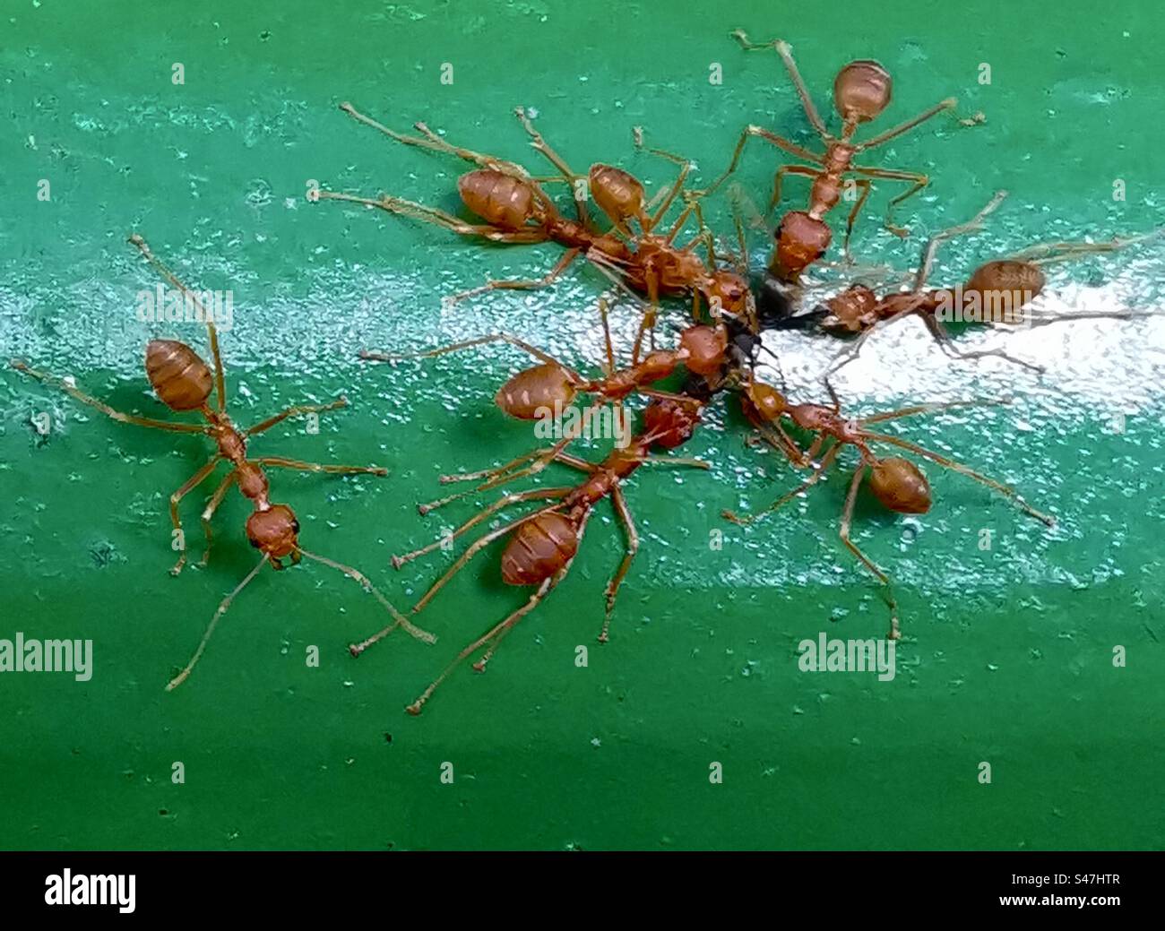 Asian weaver ants, Lamma island, Hong Kong Stock Photo - Alamy