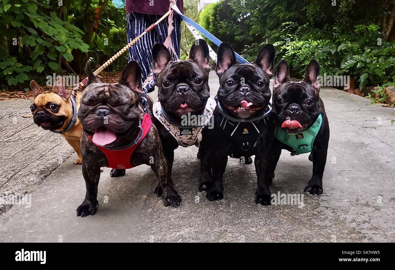 A family of French Bulldogs Stock Photo - Alamy