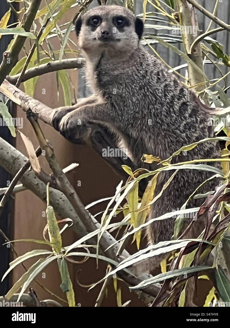 Meerkat smiling at the camera hi-res stock photography and images - Alamy