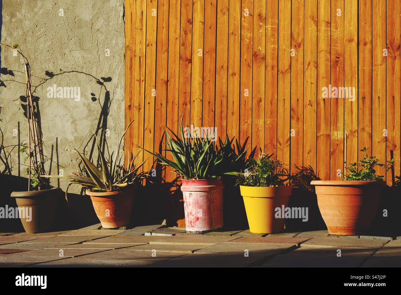 Potted tropical plants hi-res stock photography and images - Alamy