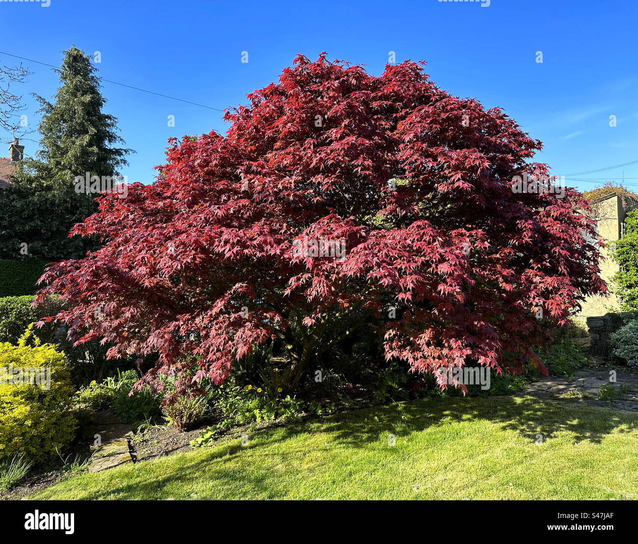 English maple tree hi-res stock photography and images - Alamy