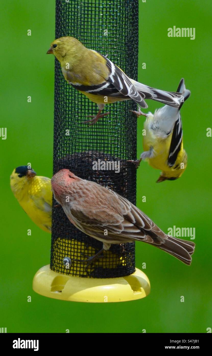 Finches at feeder hi-res stock photography and images - Alamy