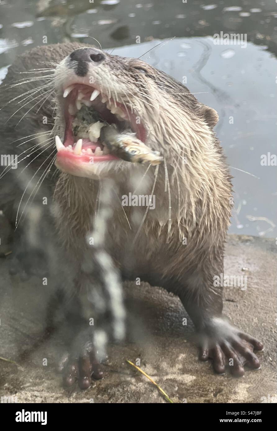 Otter eating a small fish showing its sharp teeth hi-res stock ...
