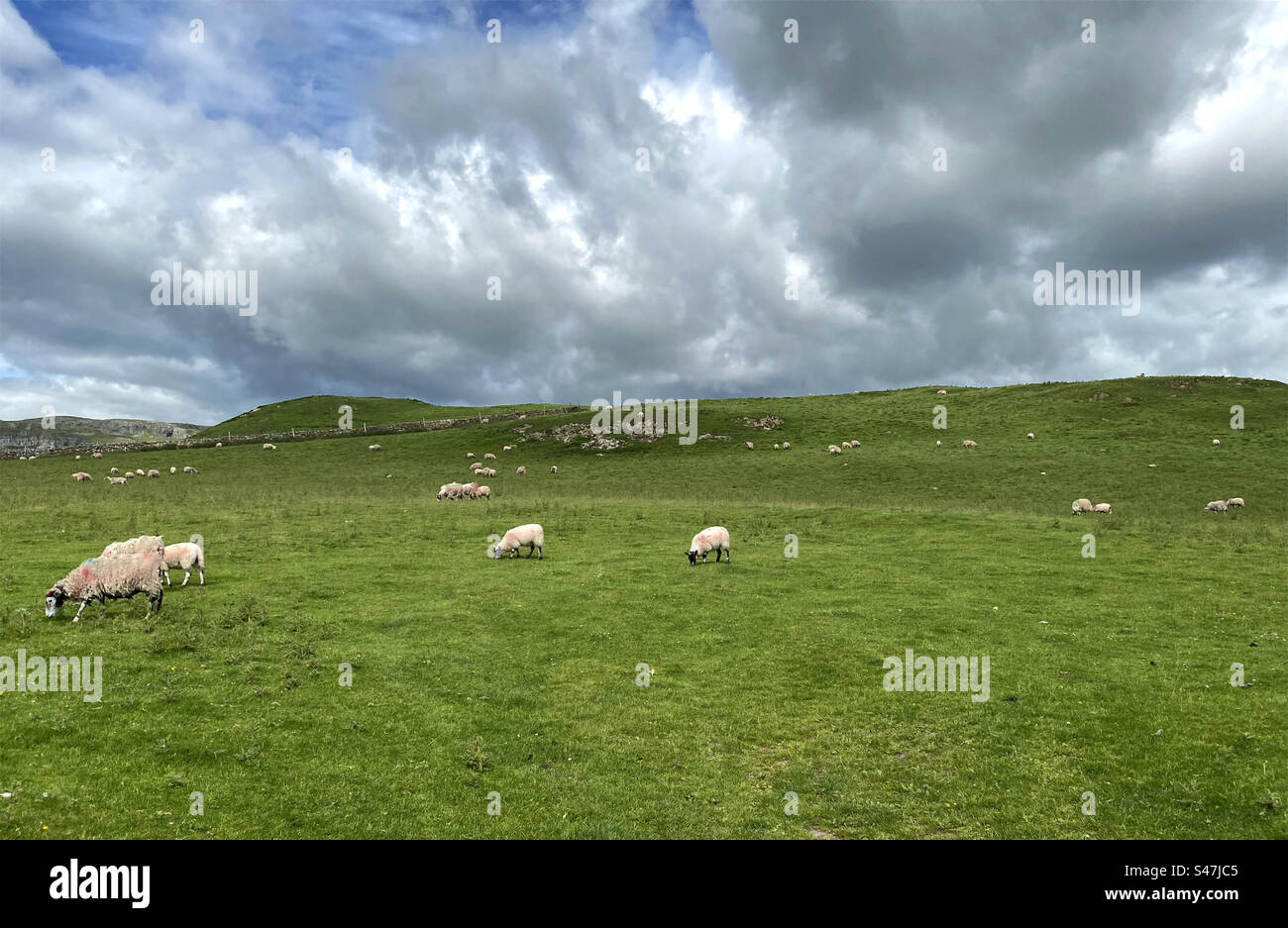 Sheep high on the moors, on a cloudy day in, Stainforth, Settle, UK ...