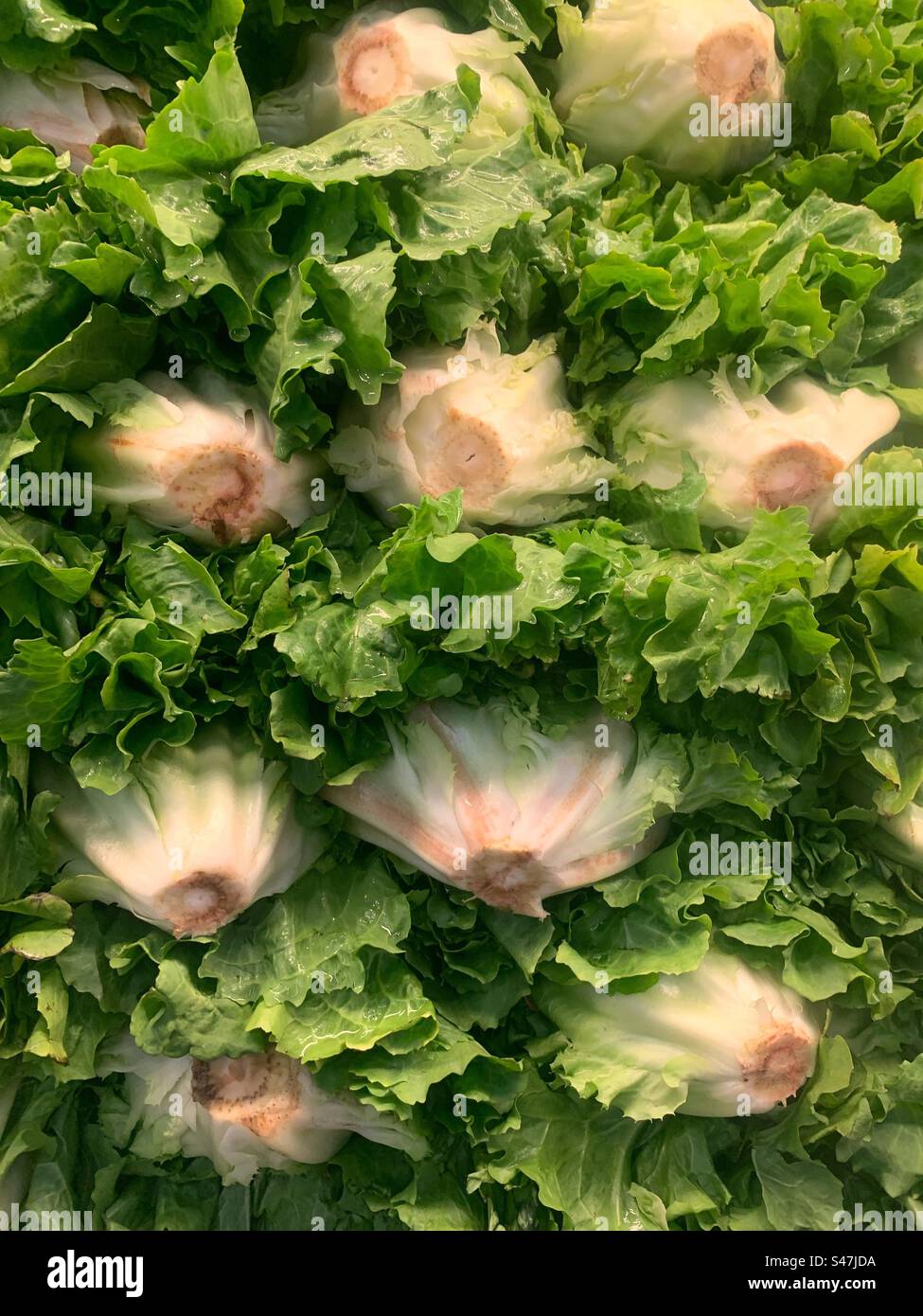 Lettuce green lettuce hi-res stock photography and images - Alamy