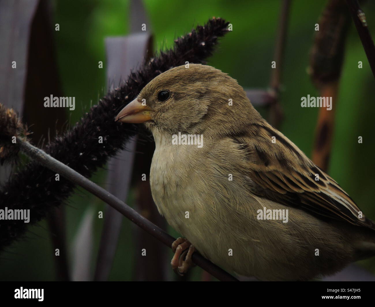 Finches little bird hi-res stock photography and images - Alamy