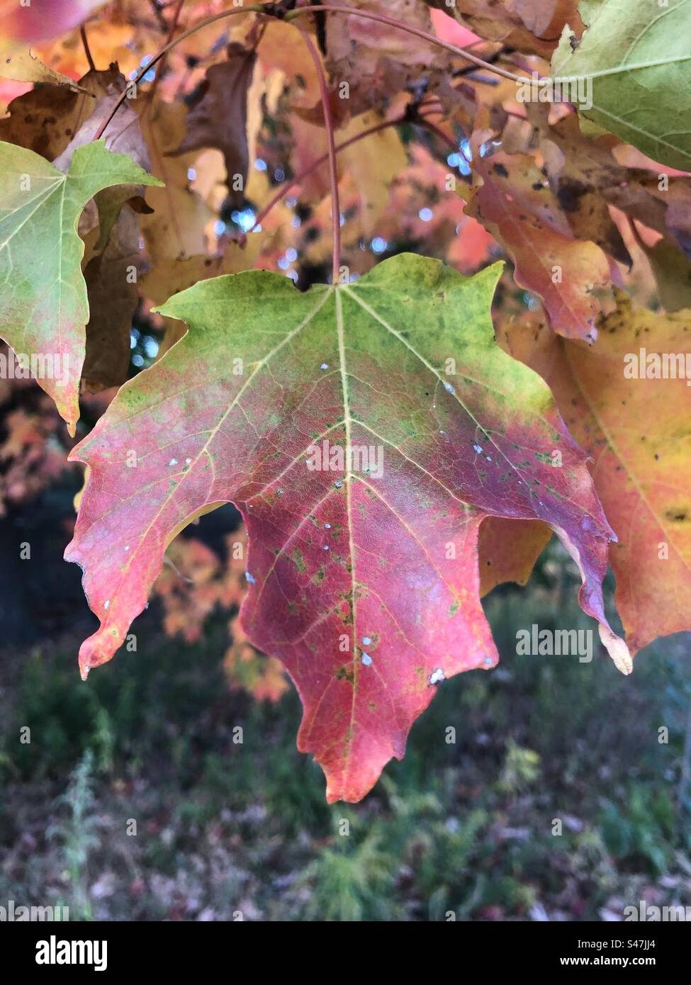 Foliage transformation hi-res stock photography and images - Alamy