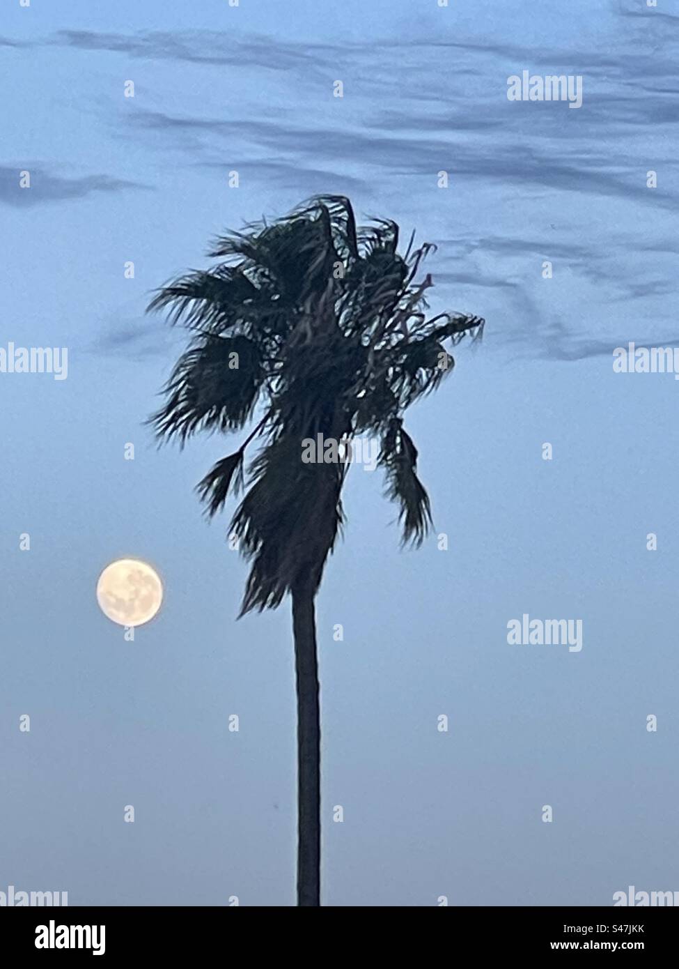 Moon palm tree hi-res stock photography and images - Alamy