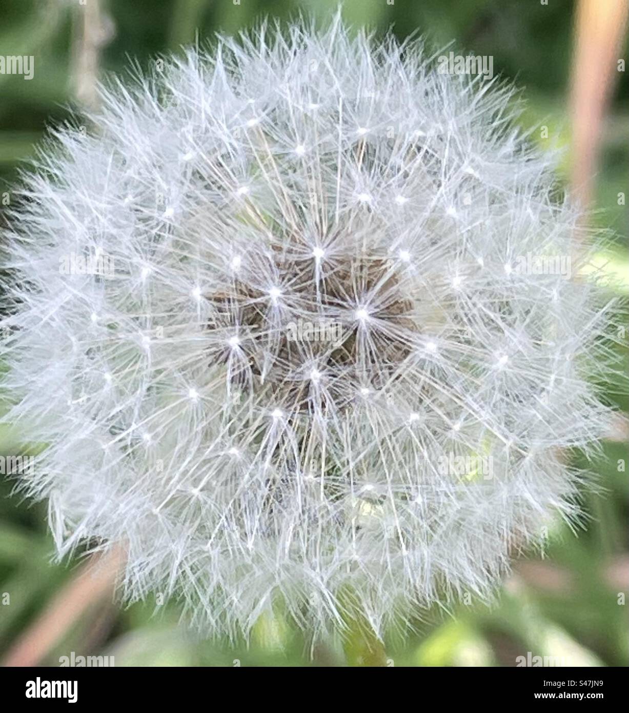 Like dandelion hi-res stock photography and images - Alamy