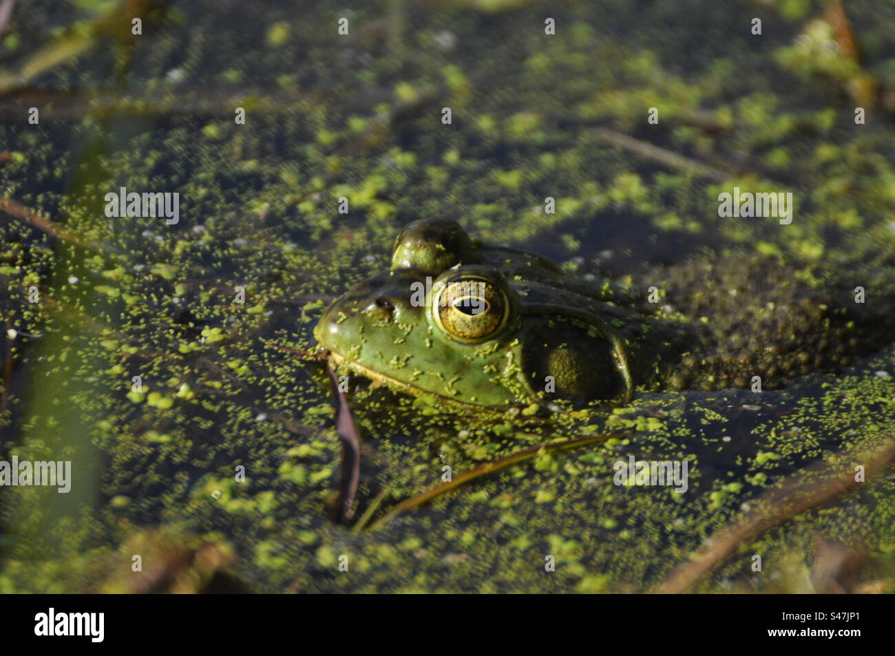 Bullfrog in pond hi-res stock photography and images - Alamy