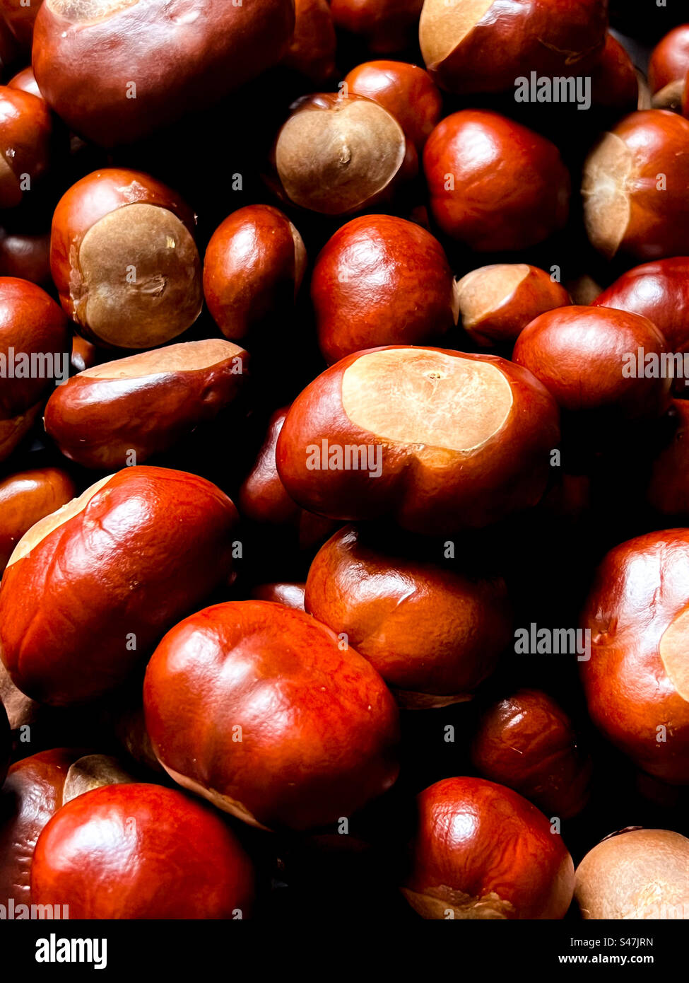 Conkers (Horse Chestnut / Aesculus hippocastanum Stock Photo - Alamy