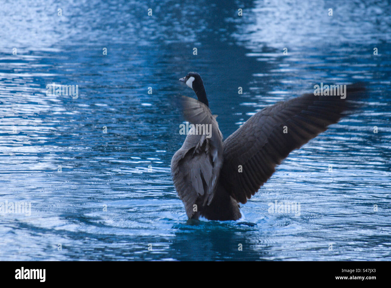 Duck drying off hi-res stock photography and images - Alamy
