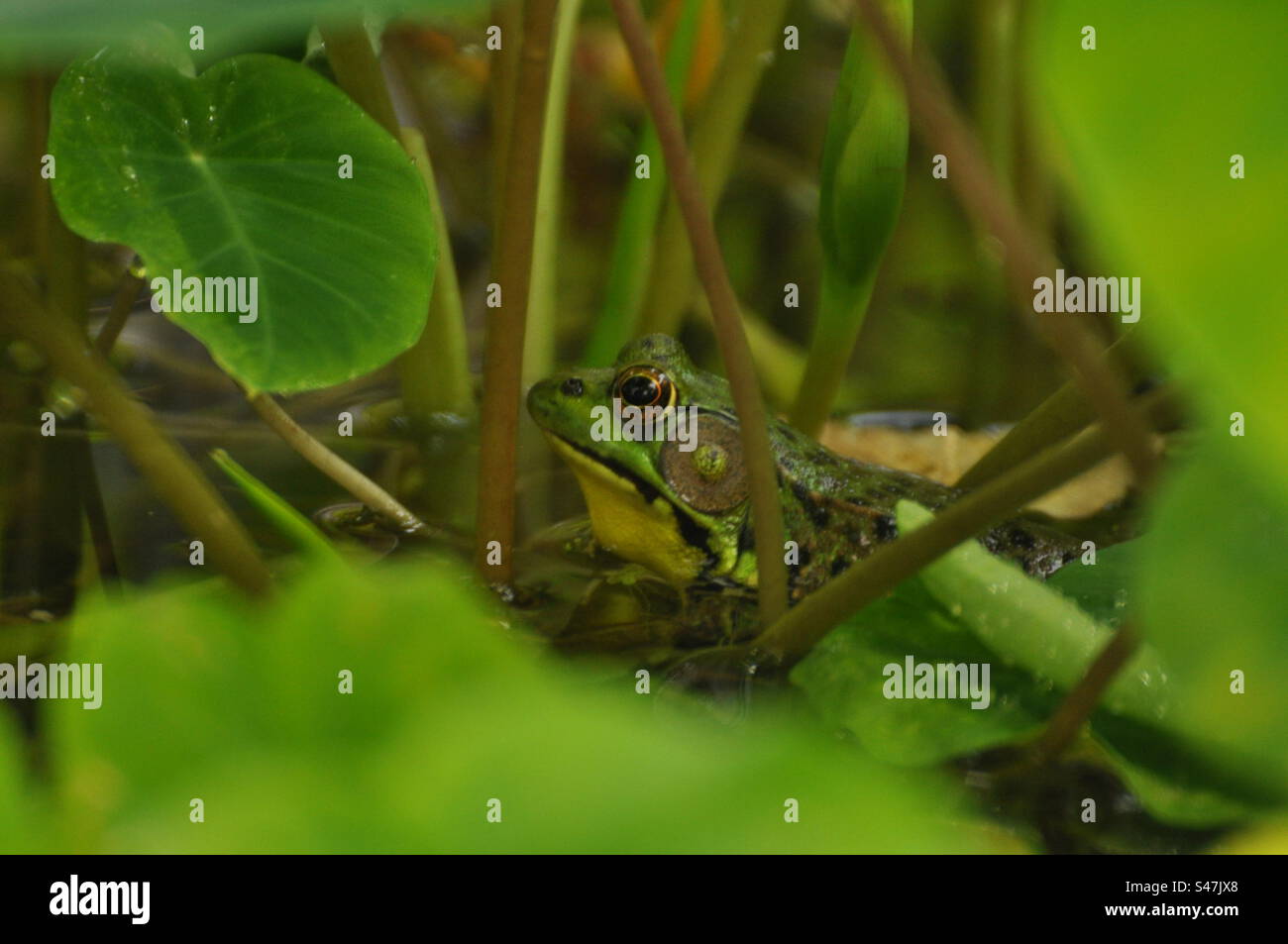 Hiding frog hi-res stock photography and images - Alamy