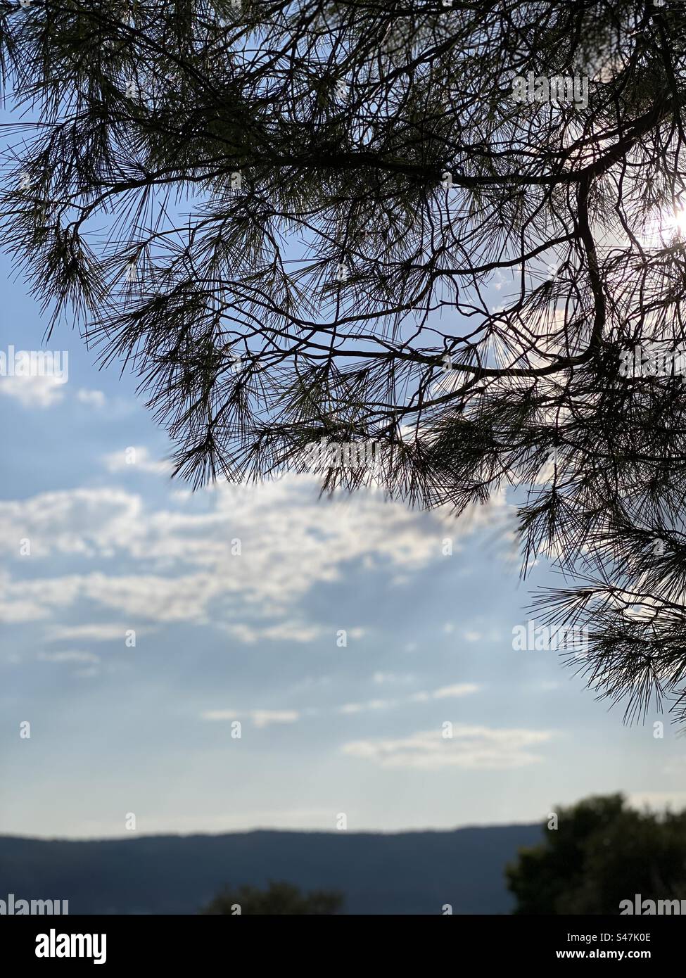 Blue sky tree roots hi-res stock photography and images - Alamy