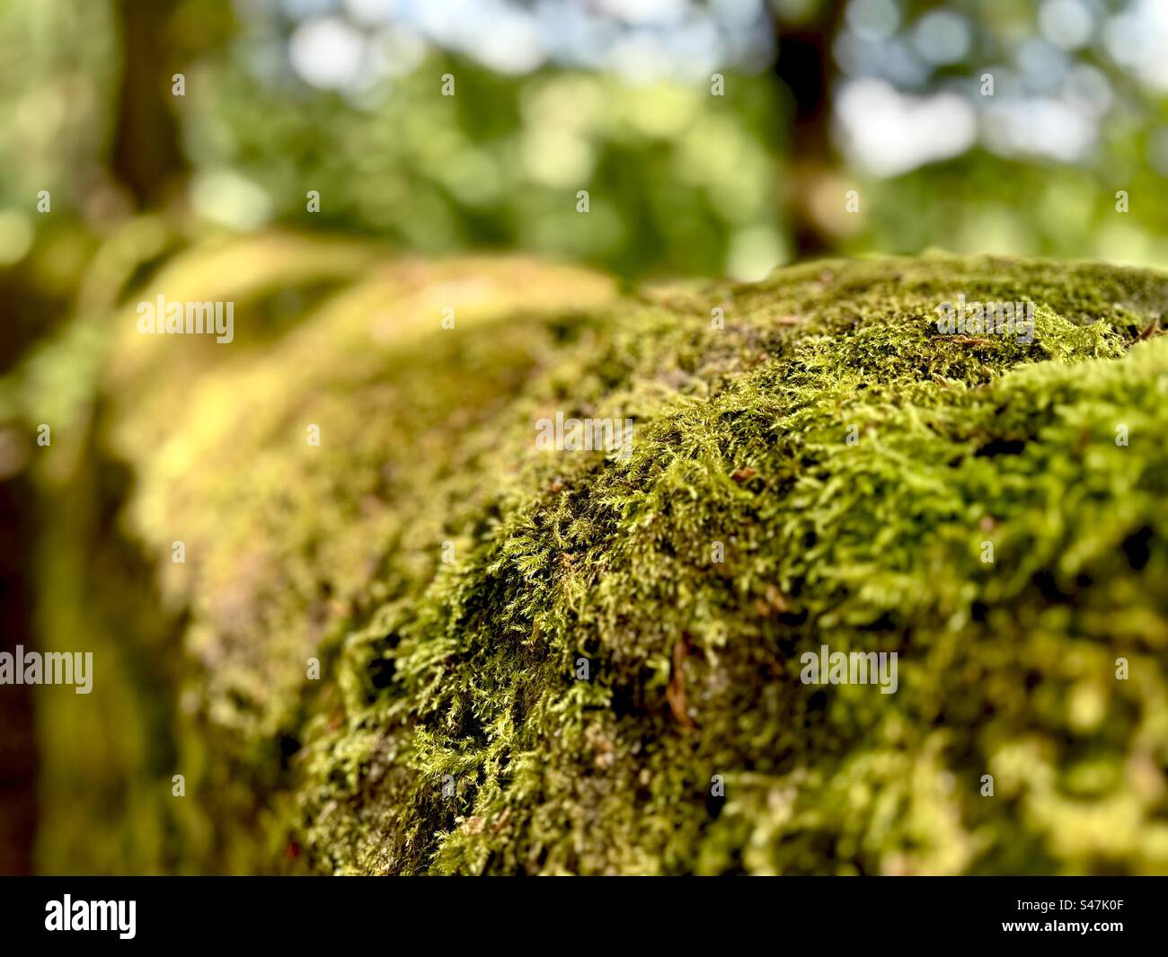Moss on a stone wall hi-res stock photography and images - Alamy