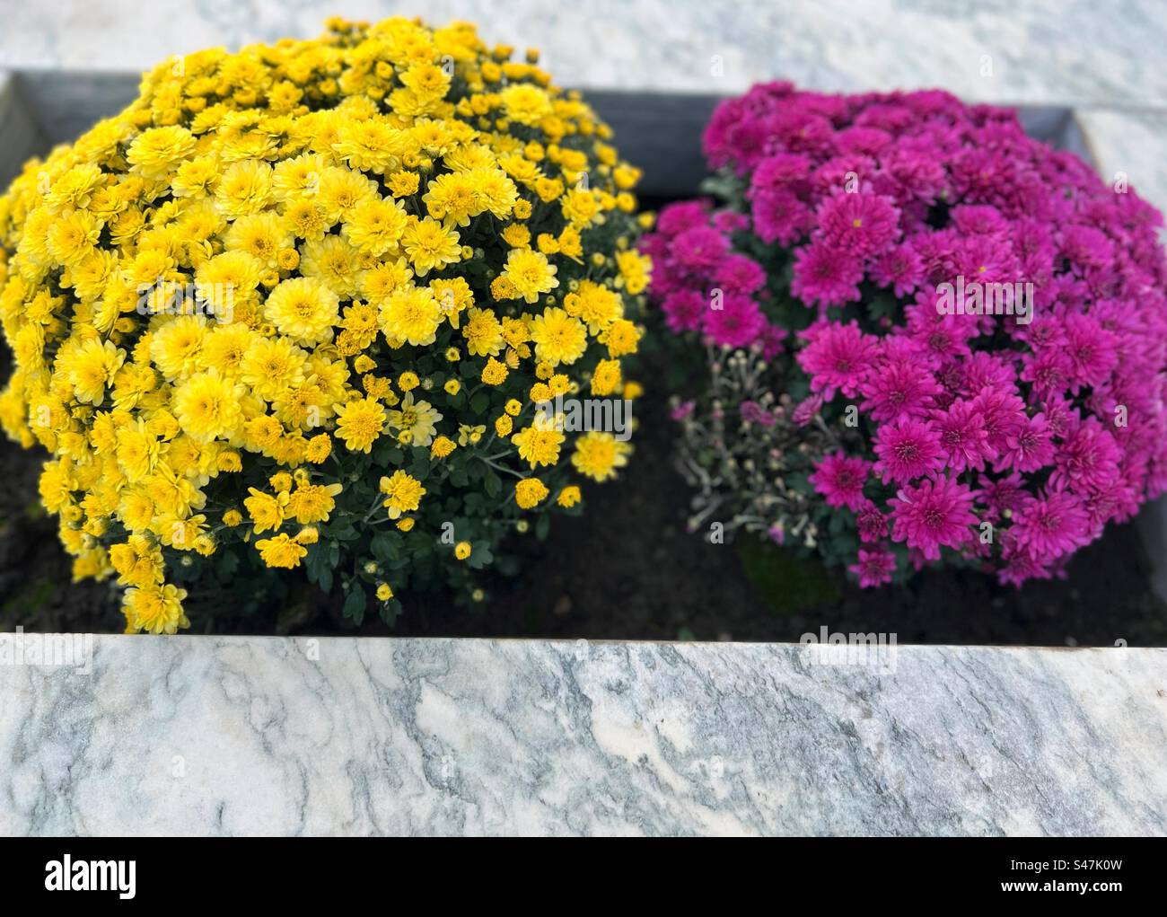Photo of mums hi-res stock photography and images - Alamy