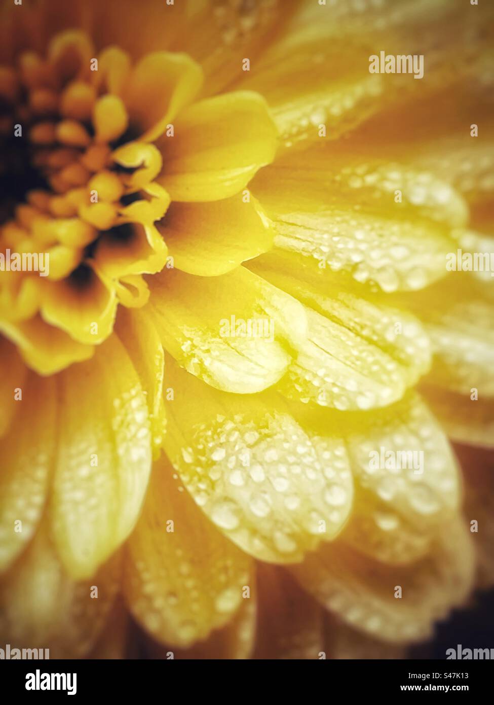 Yellow mums hi-res stock photography and images - Alamy