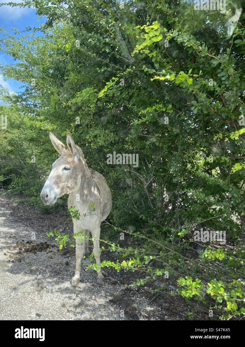 Donkey big ears hi-res stock photography and images - Alamy