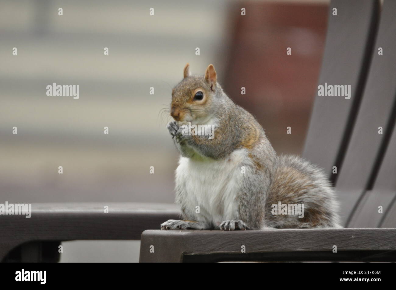 Eastern grey squirrel eating hi-res stock photography and images - Alamy