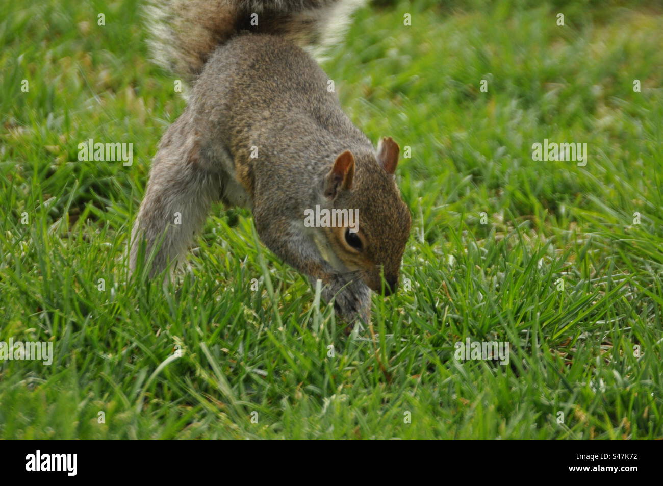 Squirrel jumping hi-res stock photography and images - Alamy