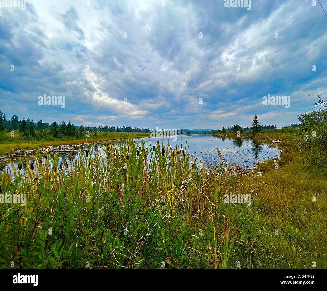 Cat tails, marsh, slough, pond Stock Photo - Alamy Cat tails, marsh, slough, pond Stock Photo - Alamy