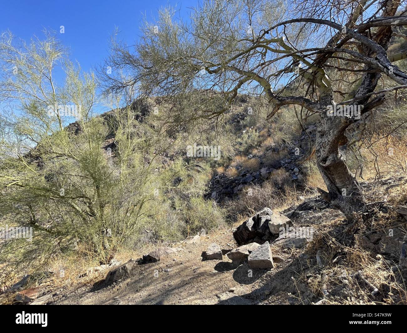 Desert mountain trail rest stop beneath Palo Verde tree, brilliant blue ...