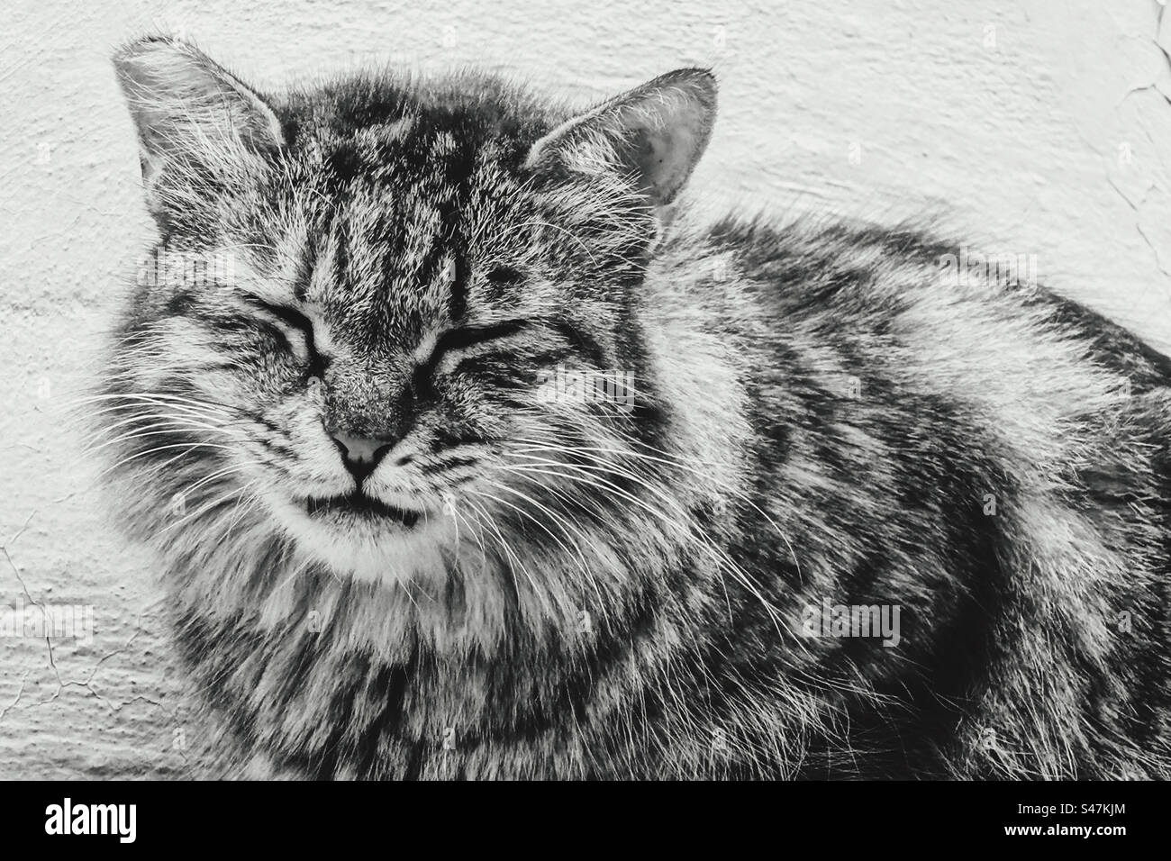 Tired cat hi-res stock photography and images - Alamy