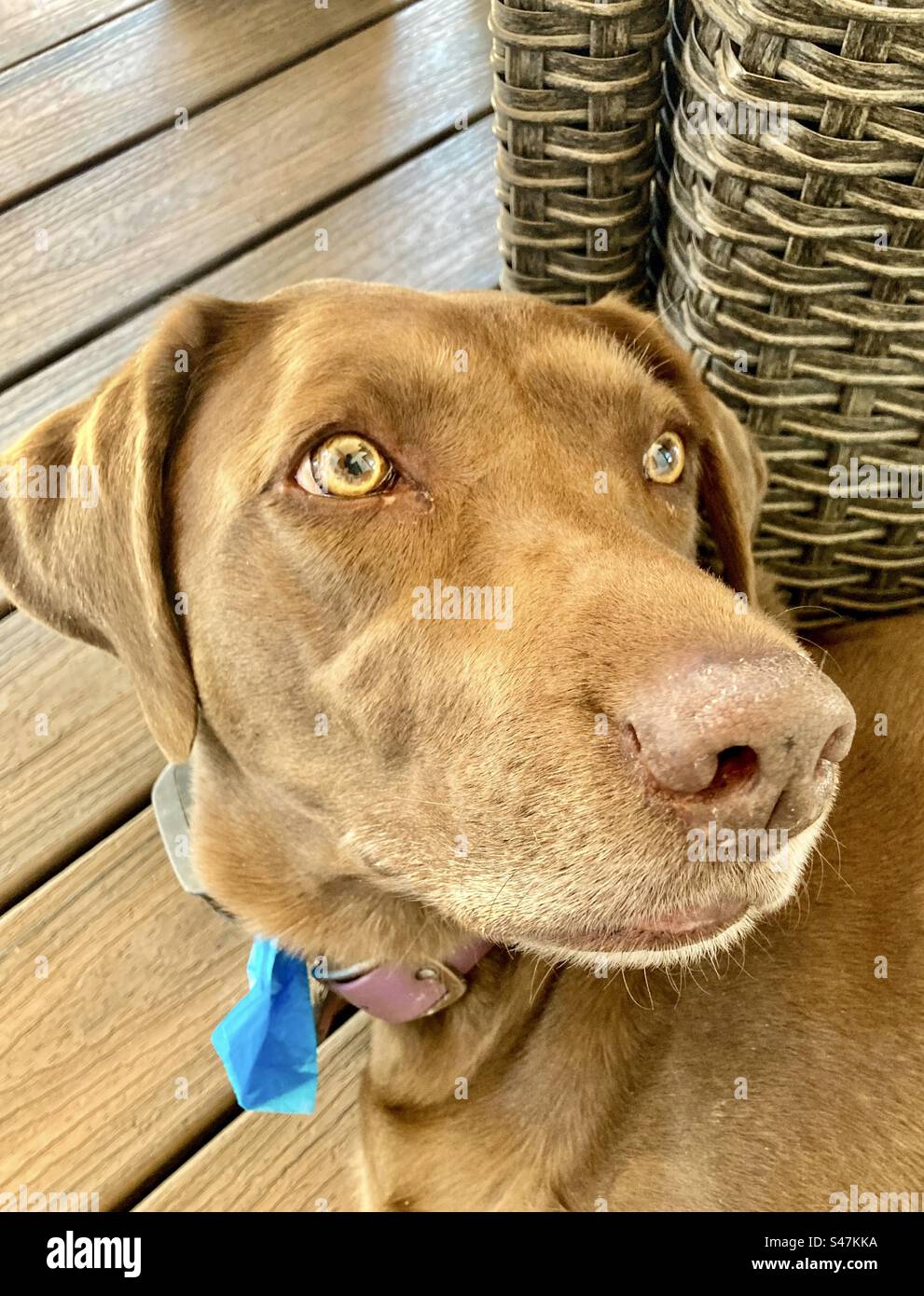 Closeup of a chocolate lab Stock Photo - Alamy