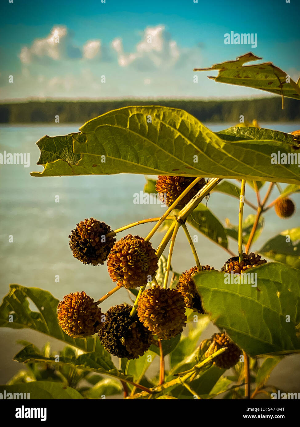 Jordan lake state park hi-res stock photography and images - Alamy