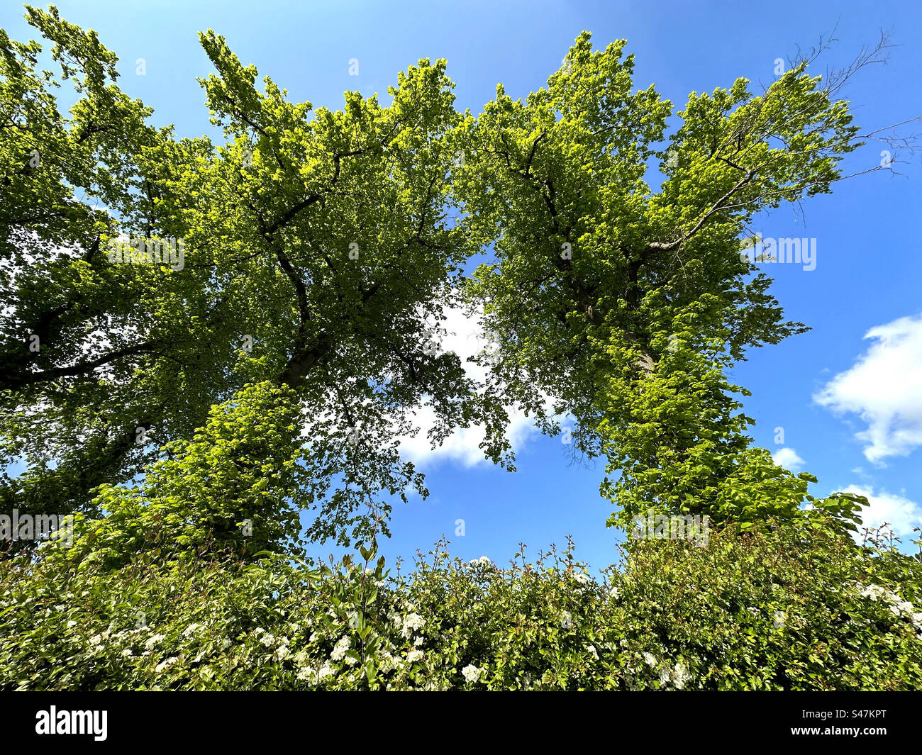 Large old trees, growing skywards, set against a blue sky in, Norwood ...