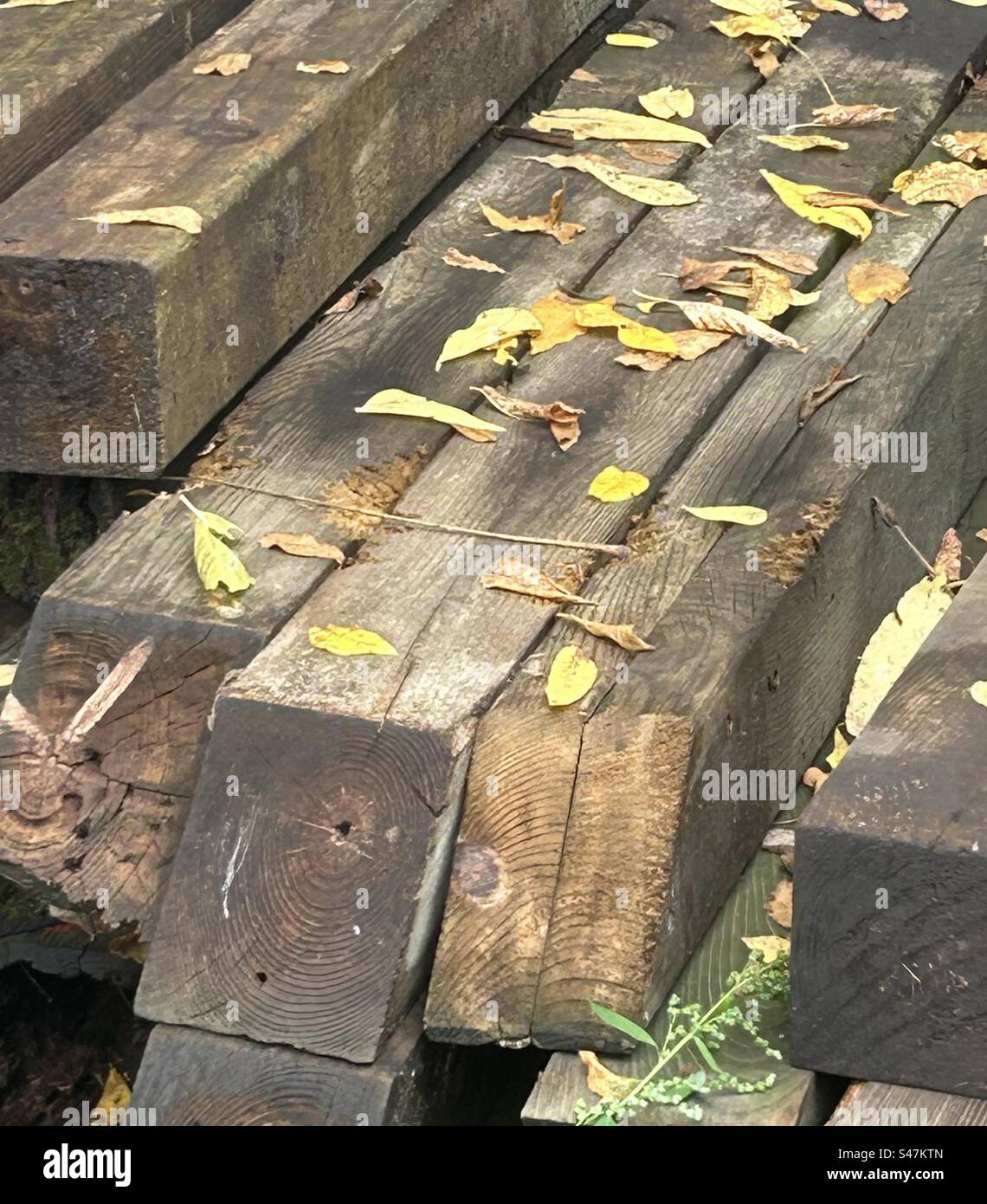 Logs leaves hi-res stock photography and images - Alamy
