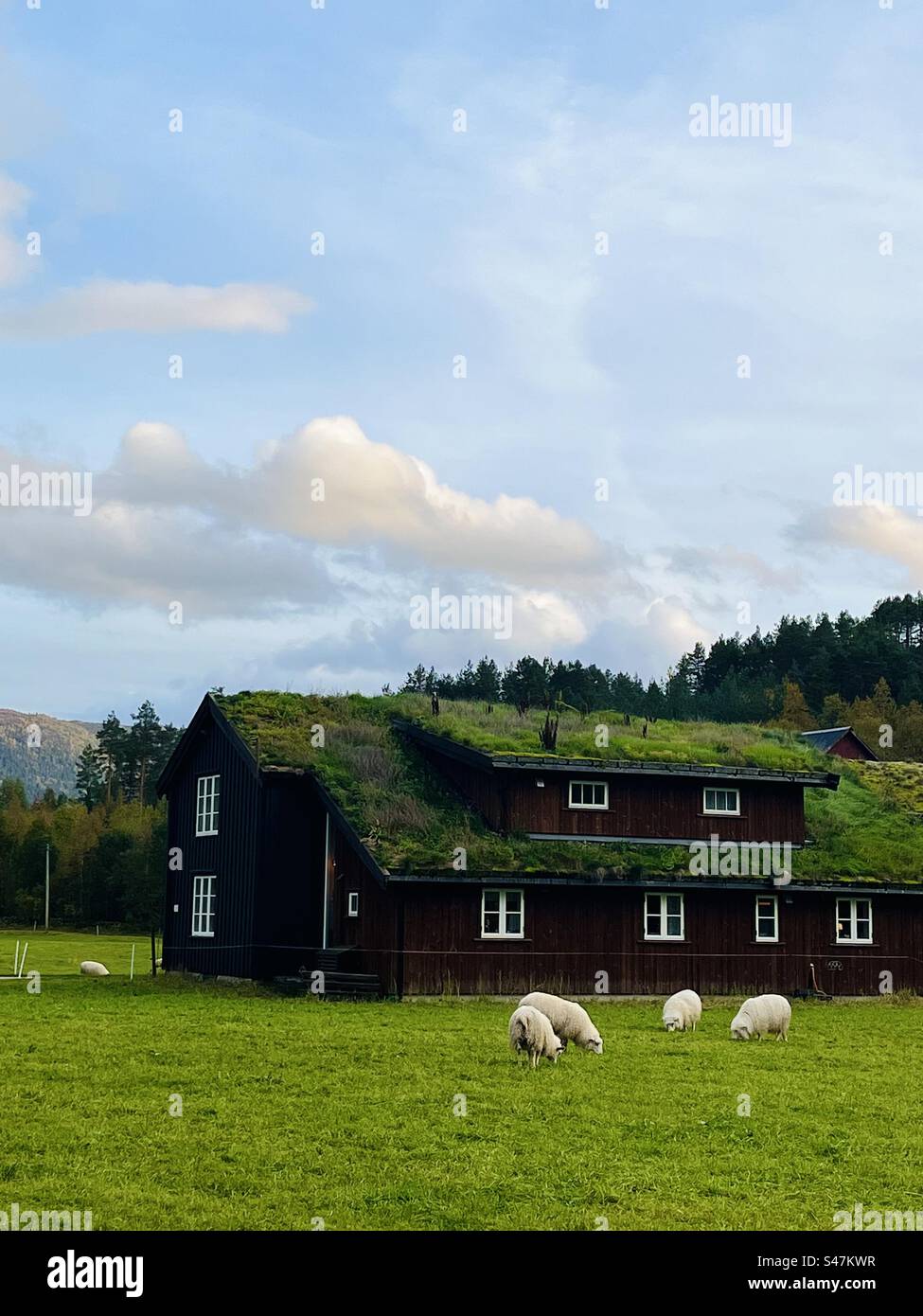 Sheep in Norway Stock Photo - Alamy