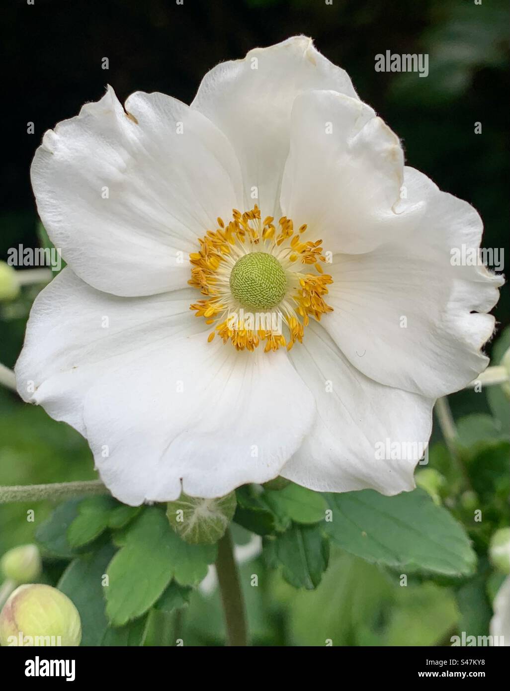 Pretty white petals hi-res stock photography and images - Alamy