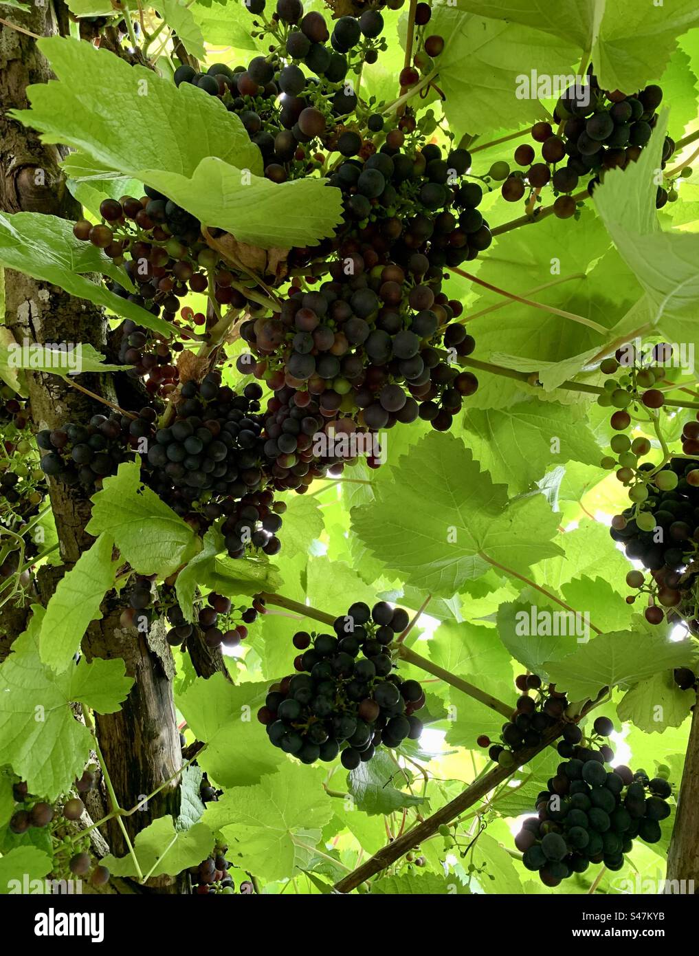 Black bunches of grapes growing on vine Stock Photo - Alamy