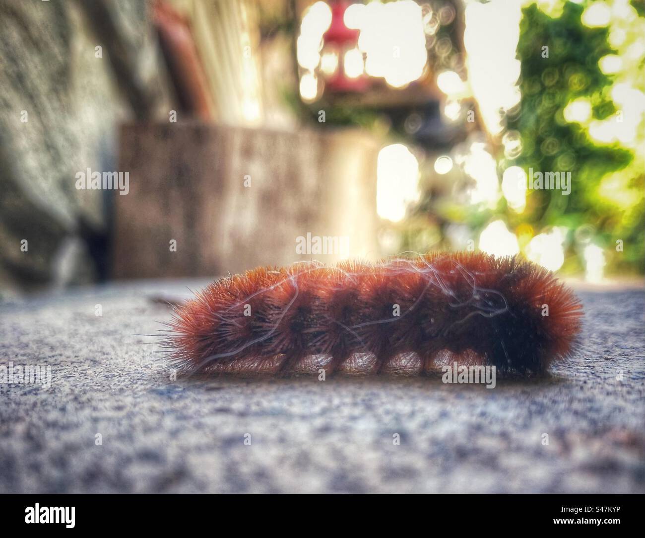 Rashes From Wooly Worms