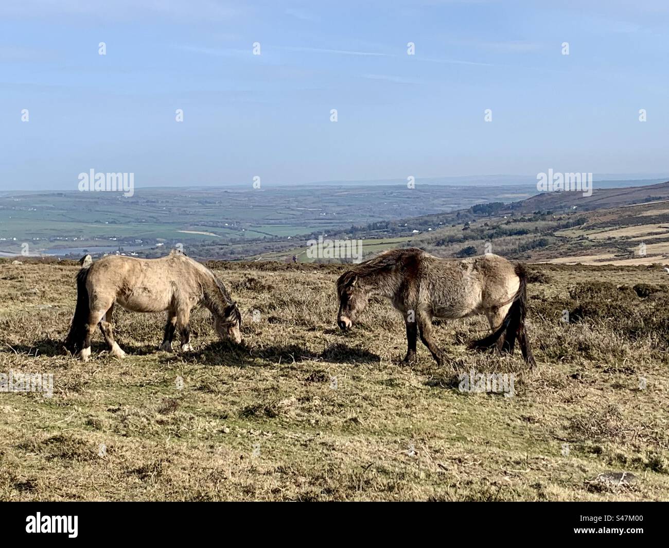 Welsh mountain ponies Stock Photo - Alamy
