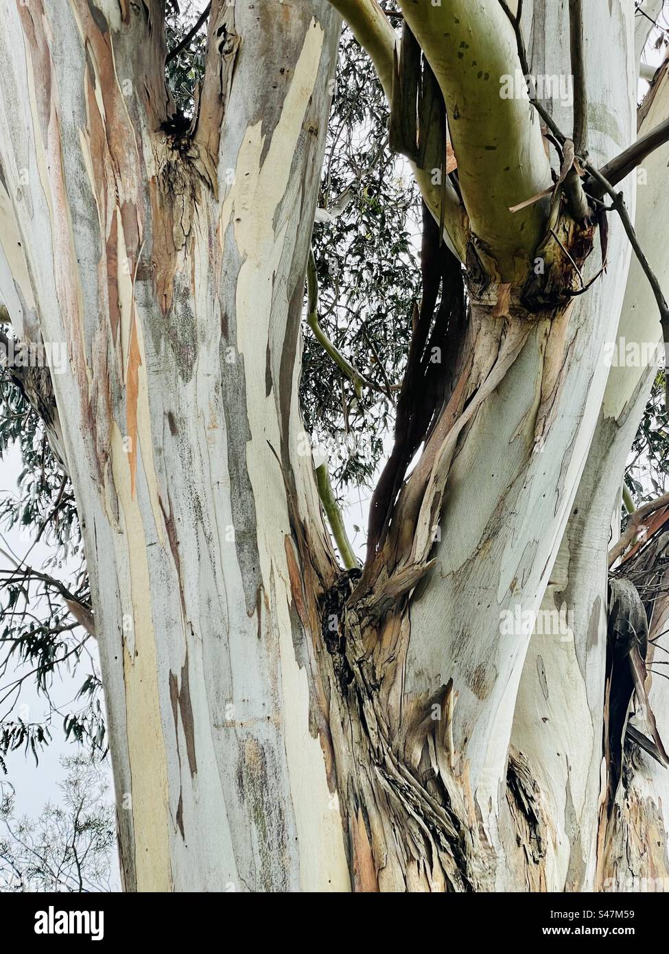 Eucalyptus branching tree trunk hi-res stock photography and images - Alamy