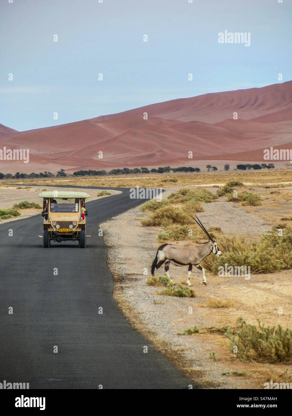Gazelle in sand dune hi-res stock photography and images - Alamy