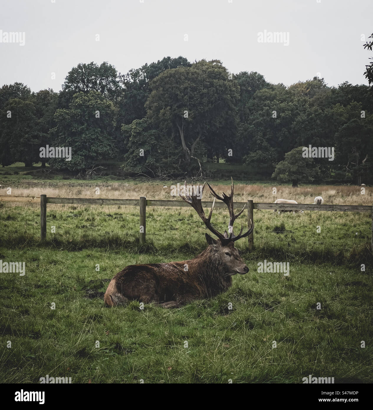 Christmas deer uk hi-res stock photography and images - Alamy