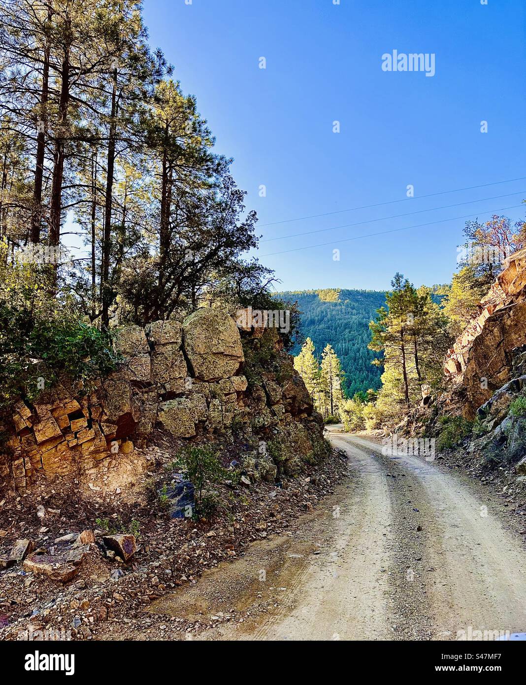 Leaves in the forrest hi-res stock photography and images - Alamy