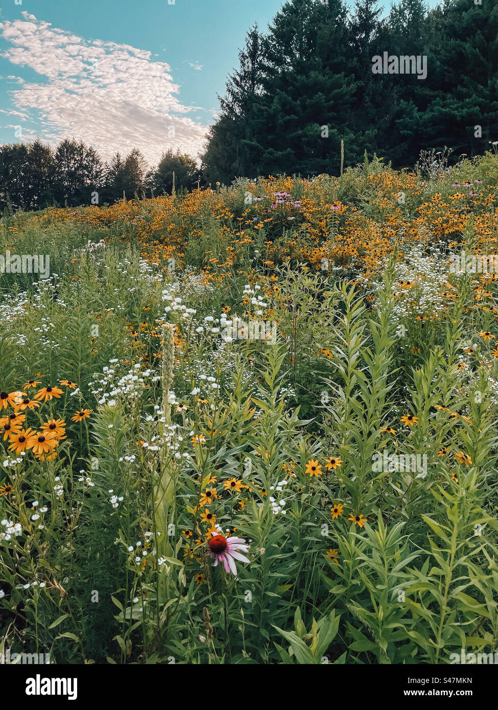 Wildflowers wildflower field hi-res stock photography and images - Alamy