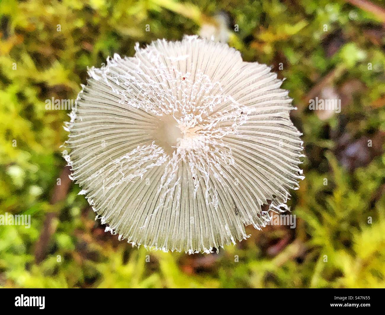 Pleated inkcap mushroom cap (Parasola plicatilis) in beechwoods ...